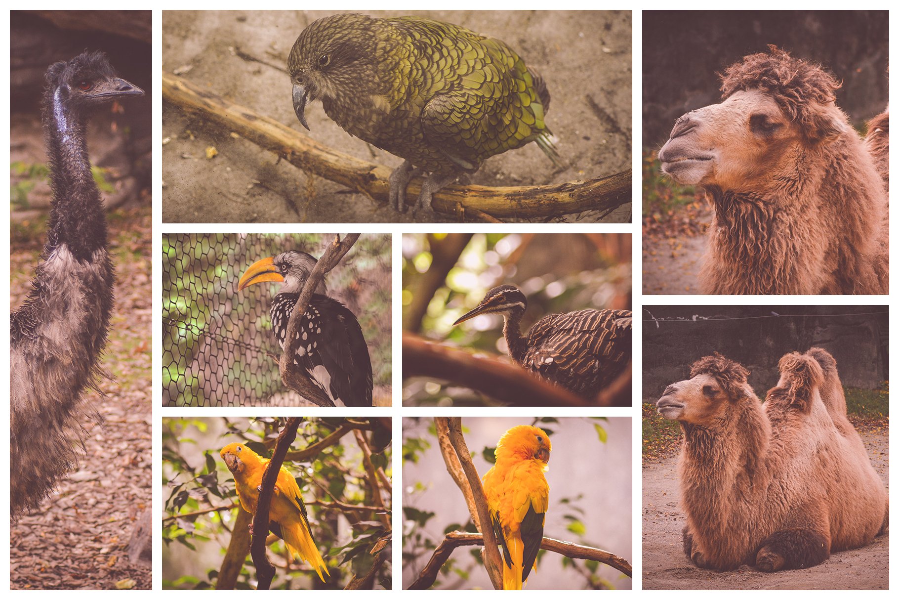 Menagerie Stock Photo Bundle (431453) | Animals | Design Bundles