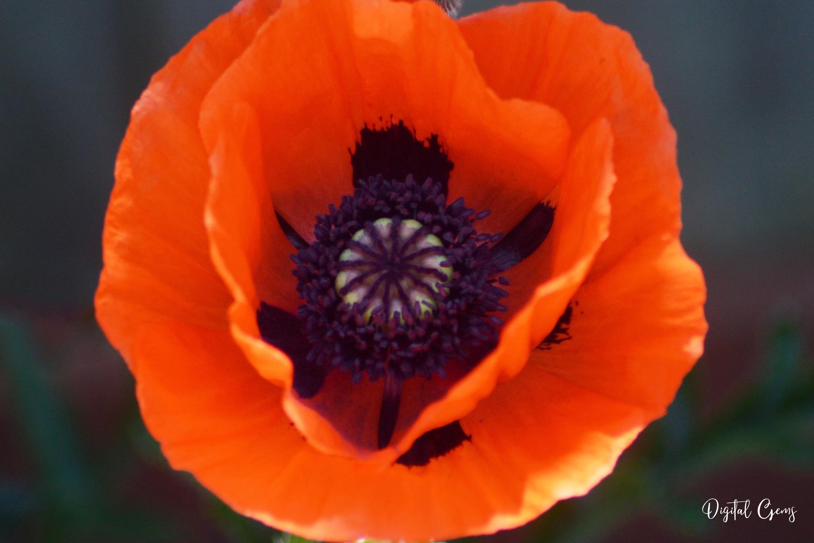 Poppy photograph (648001) | Nature | Design Bundles