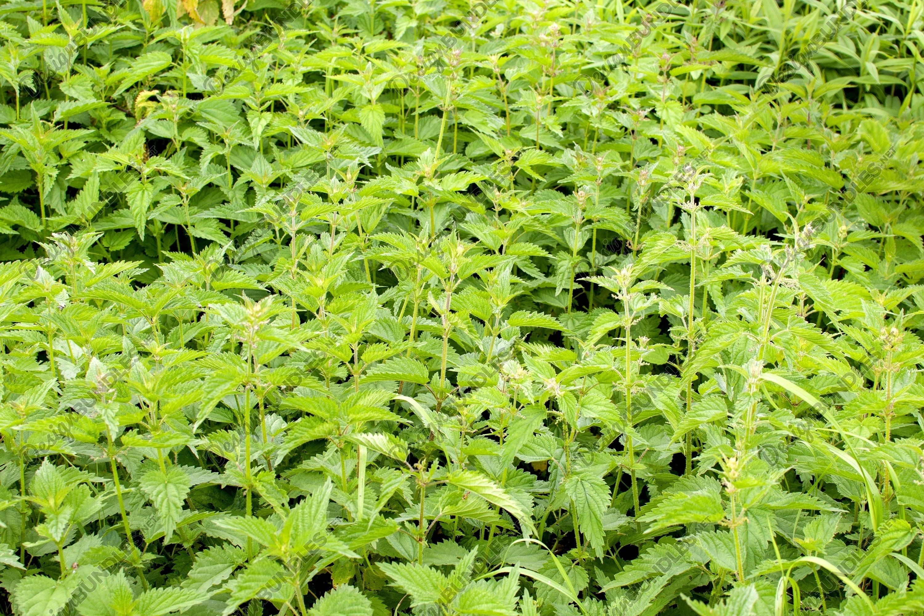 Herb close up, colorful and vivid plant, natural texture. (923496 ...