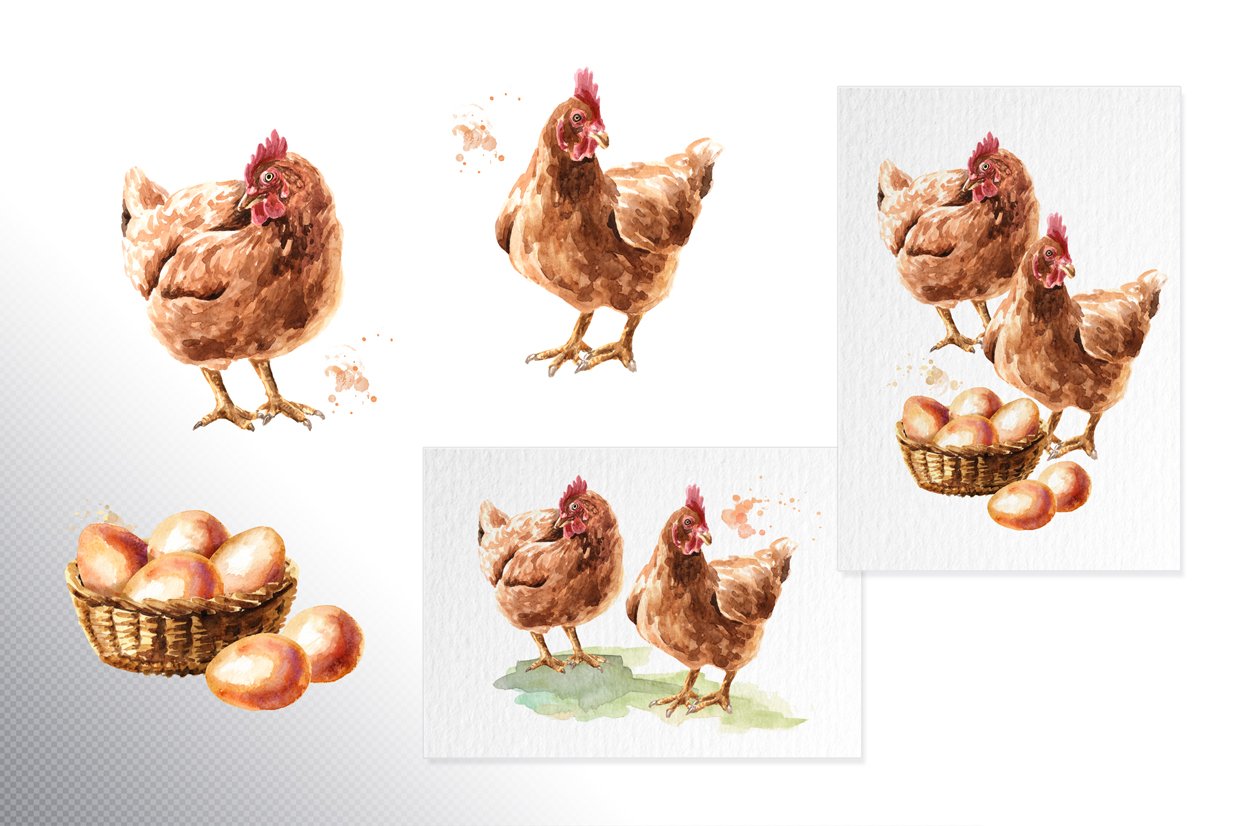 Hens & eggs. Watercolor collection (544148) | Illustrations | Design ...