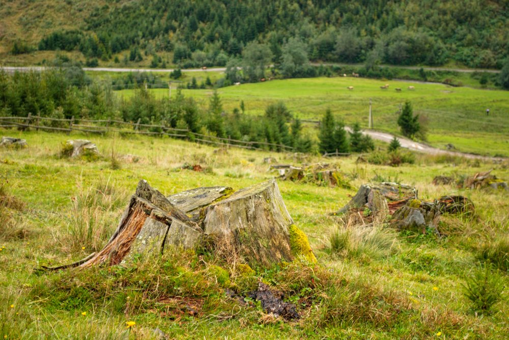 Environmental protection (641802) | Nature | Design Bundles