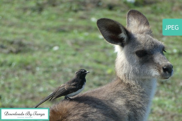 Australian Kangaroo with bird photo (293921) | Animals | Design Bundles