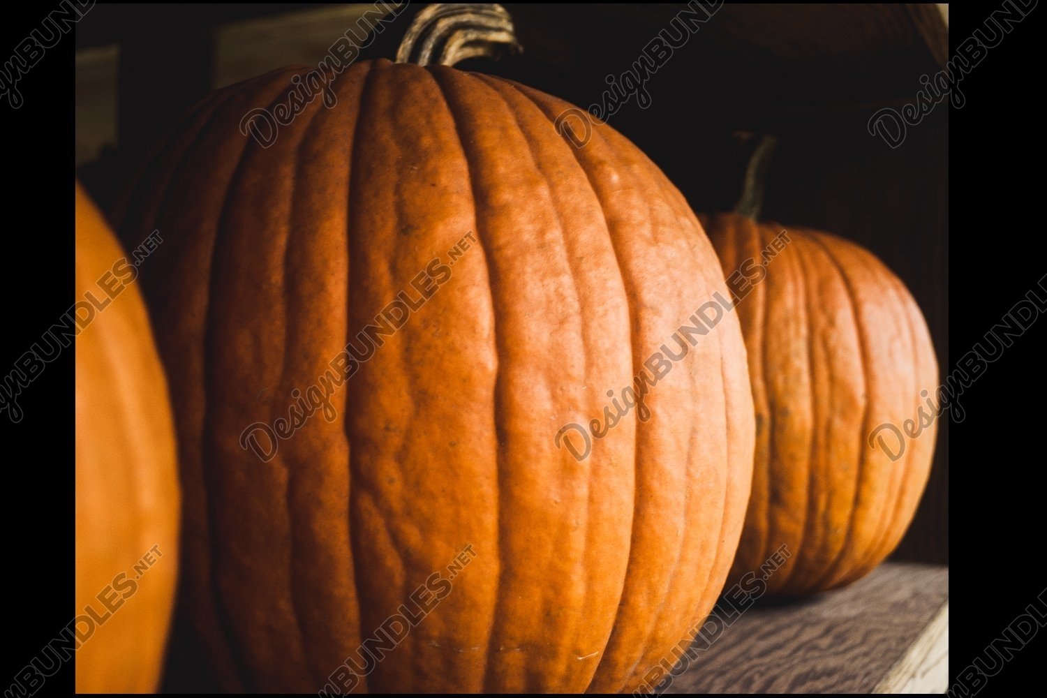 Pumpkins (357193) | Nature | Design Bundles