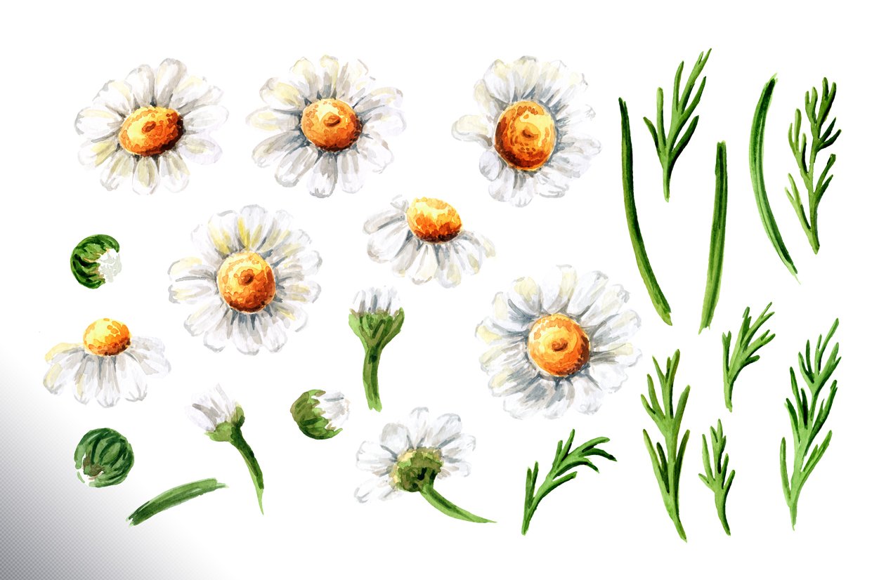 Chamomile. Watercolor collection (574087) | Illustrations | Design Bundles