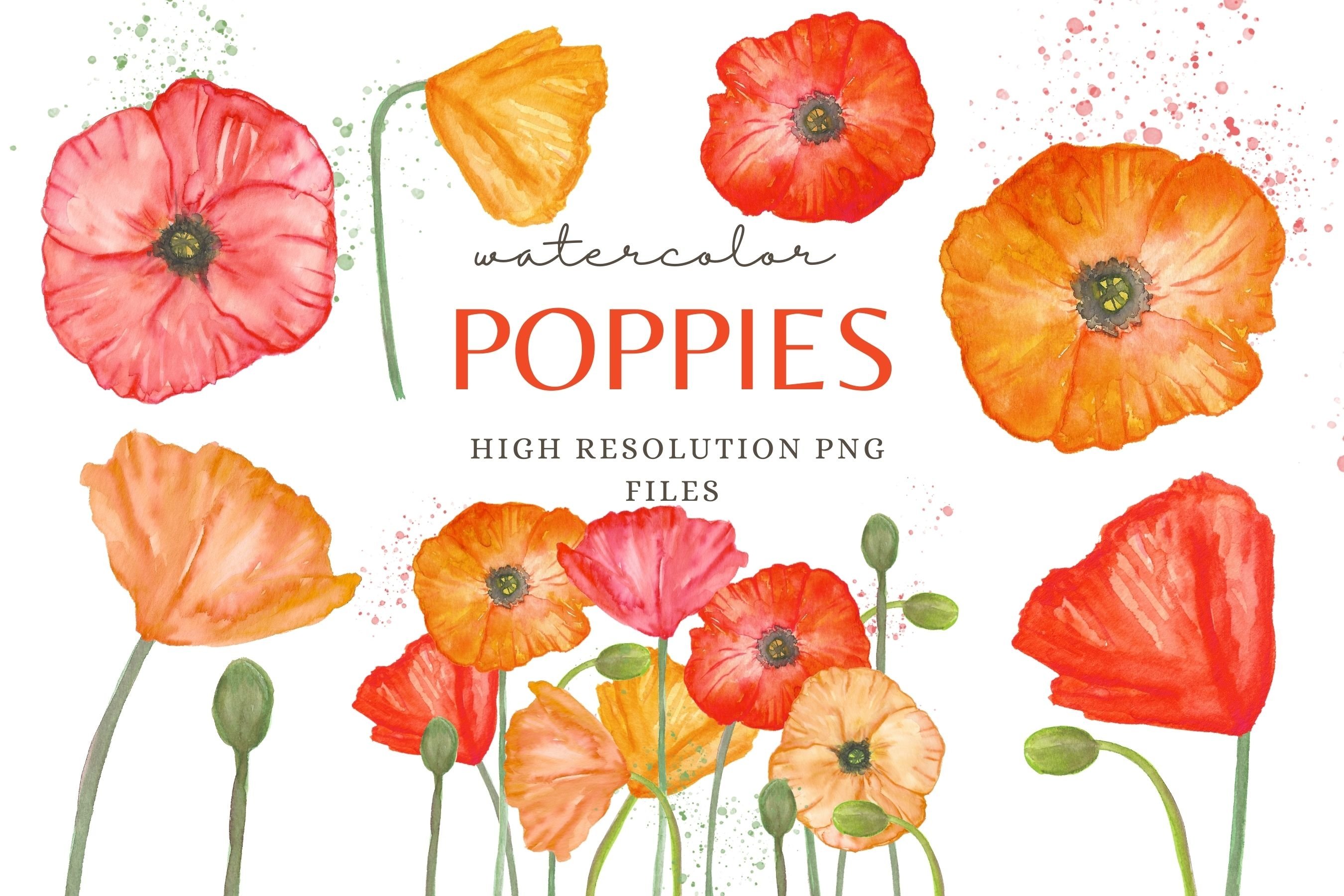 Poppies Flowers Watercolor Clip Art Set Poppy Sublimation