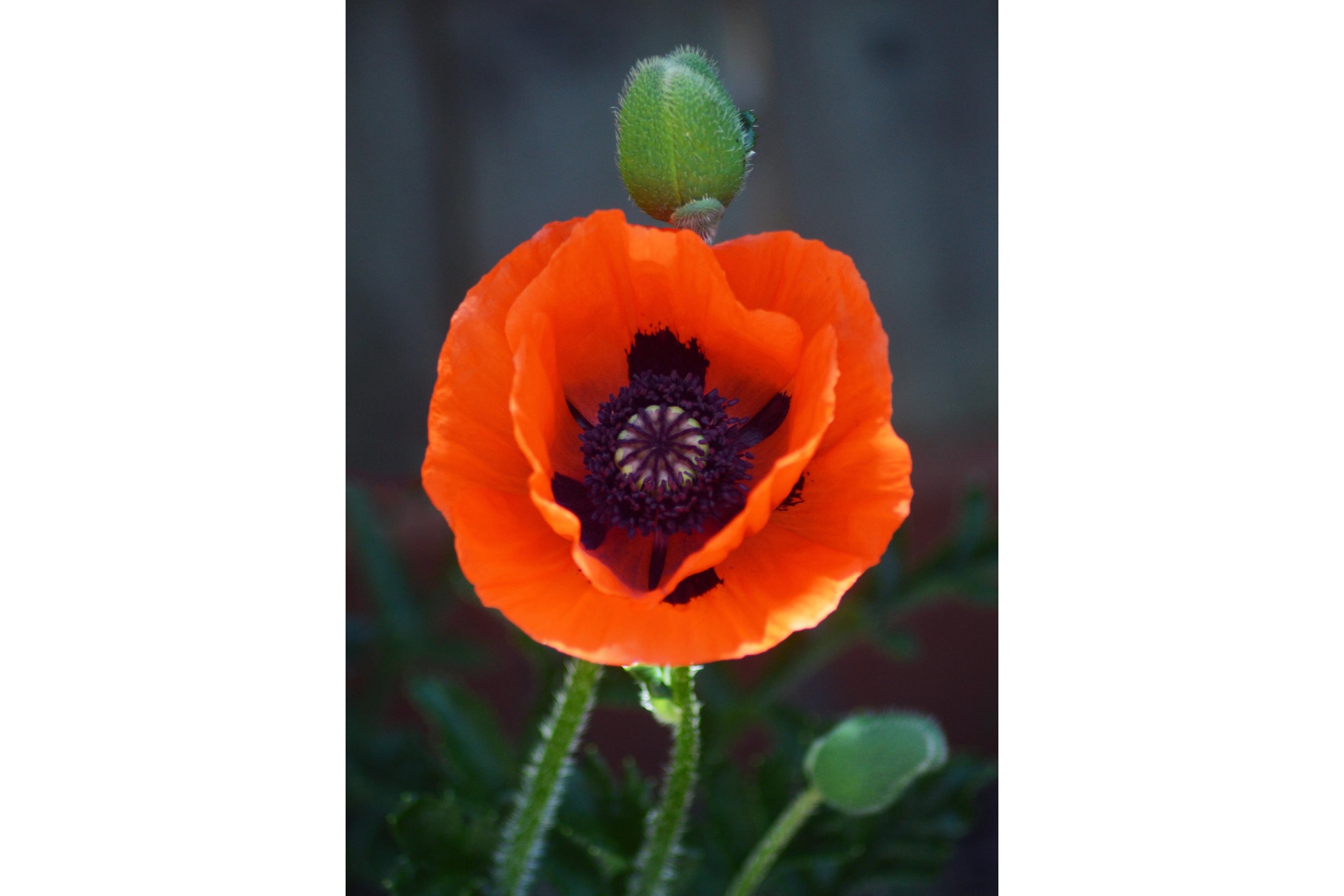 Poppy photograph (648001) | Nature | Design Bundles