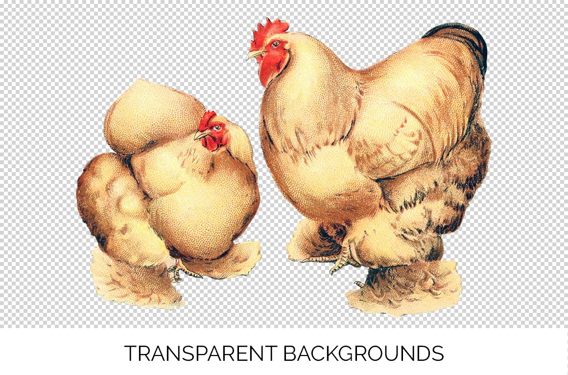 Chicken Clipart Buff (915621) | Illustrations | Design Bundles