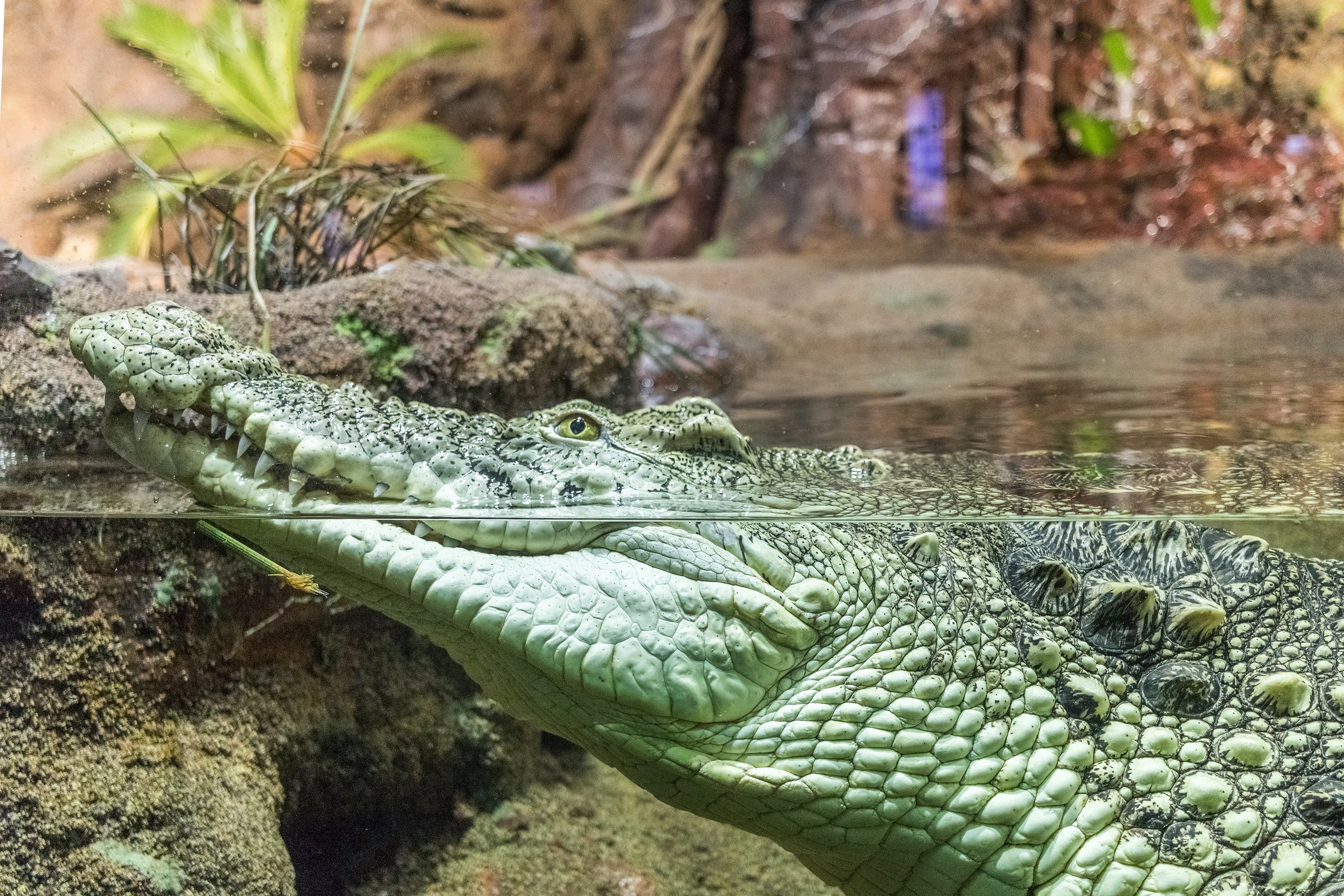 Cayman crocodile (612488) | Animals | Design Bundles