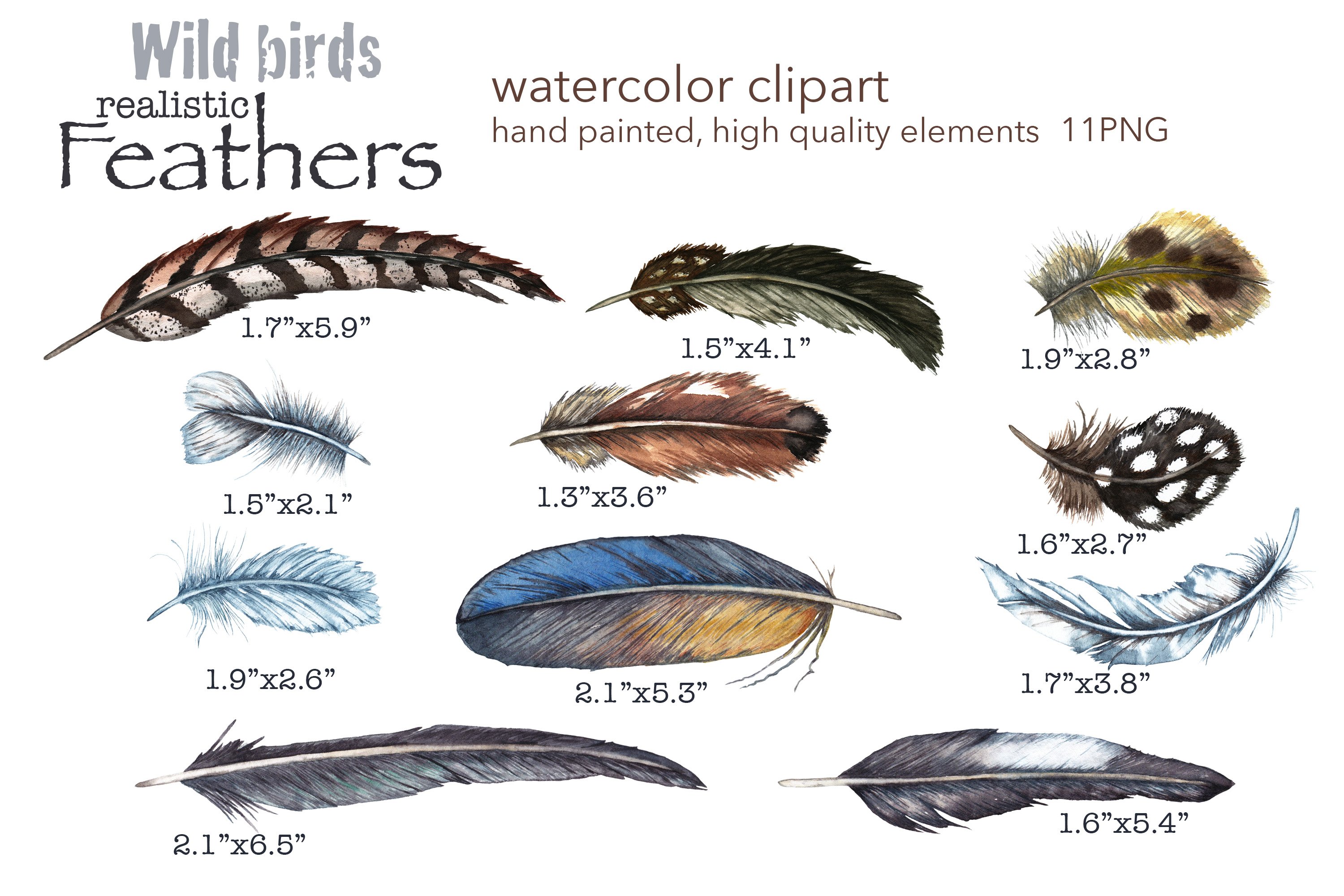 Feather watercolor clipart Realistic wild birds feathers PNG (1184739 ...