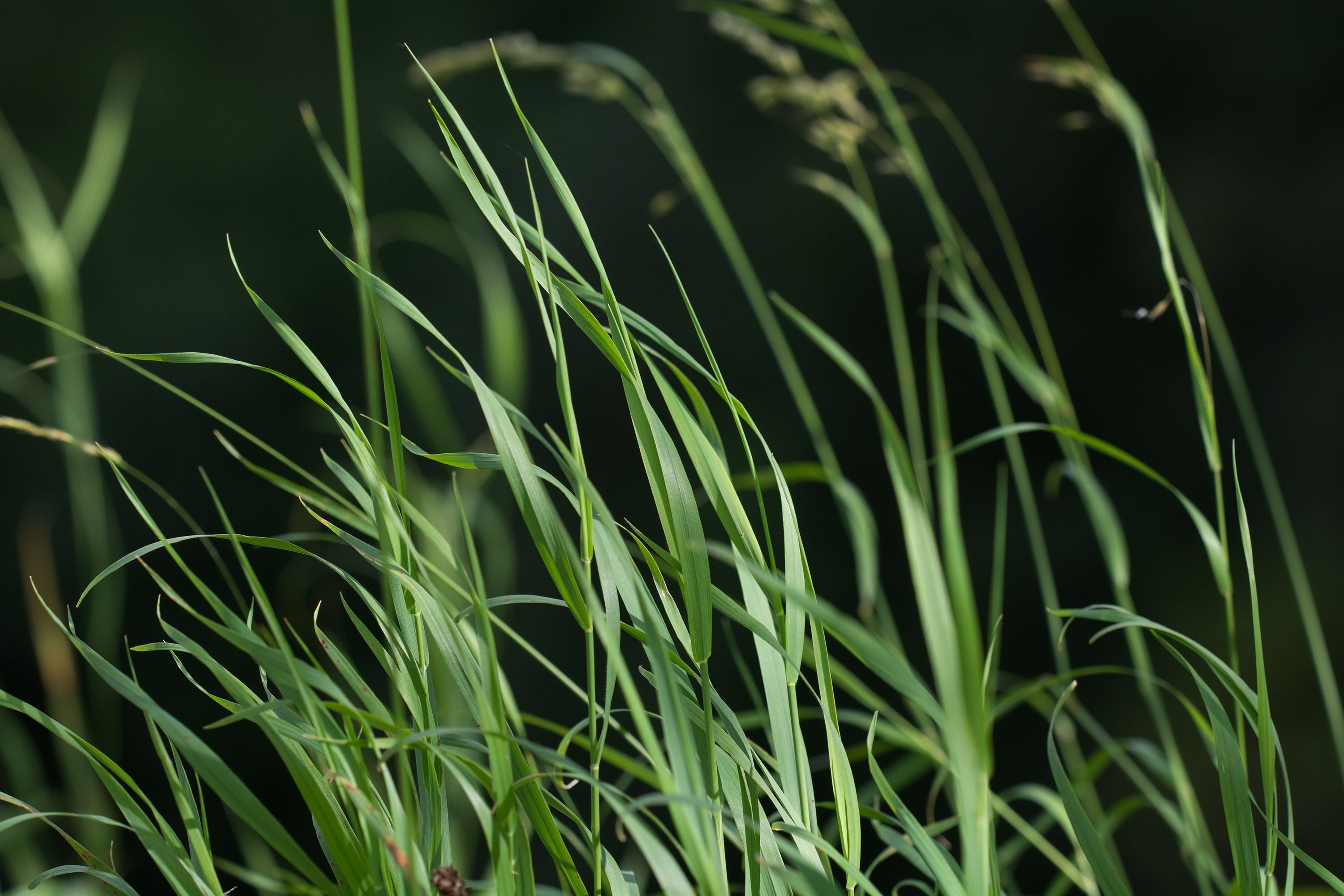 200 GRASS DIGITAL PHOTOSHOP OVERLAYS, BACKDROPS, BACKGROUNDS (530880 ...