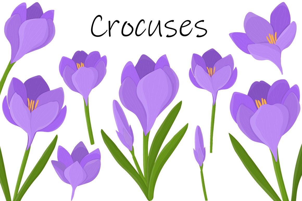 Crocuses vector. Crocuses flower. Crocuses SVG. (1113820)