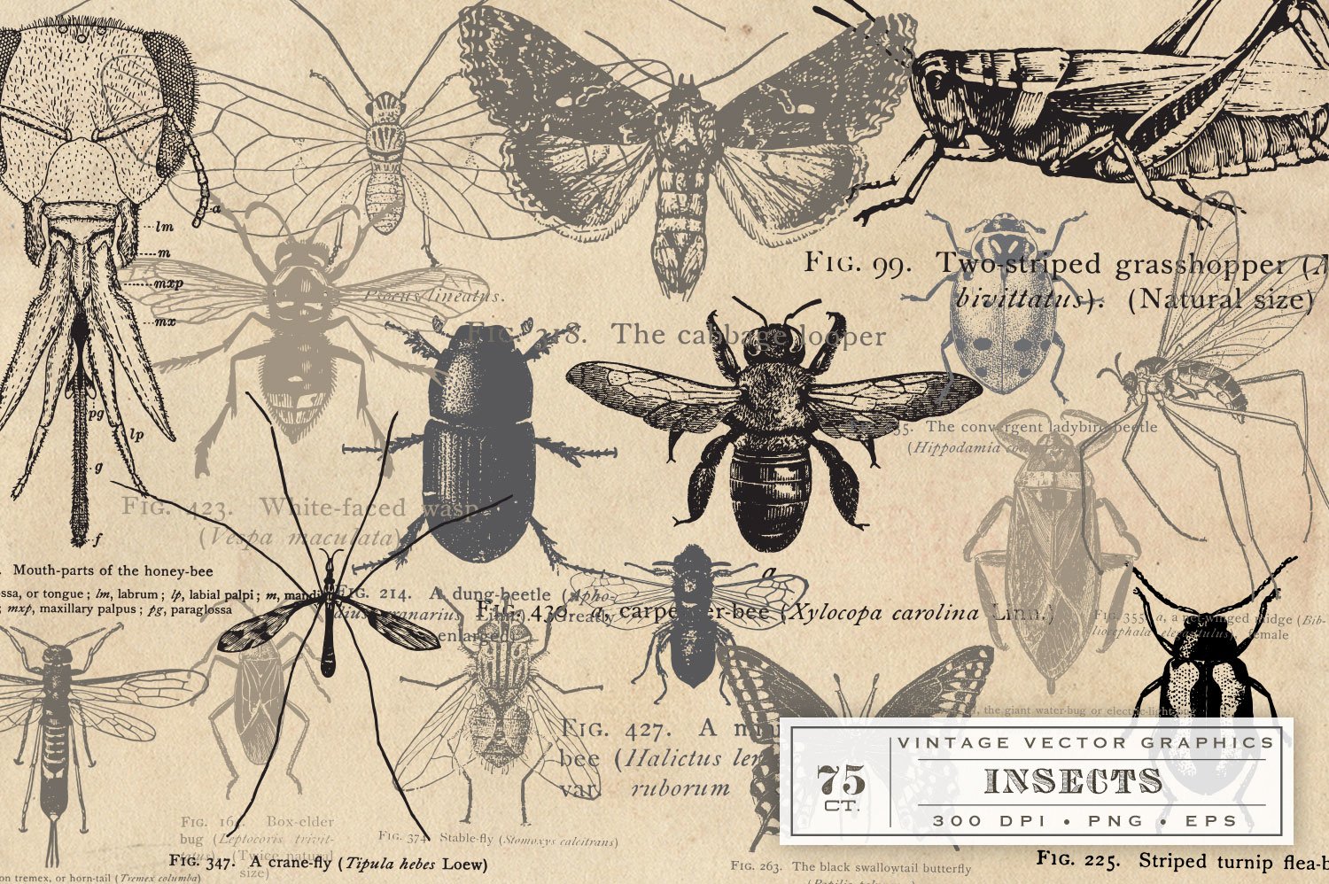 Antique Insect Vector Graphics (12081) | Illustrations | Design Bundles