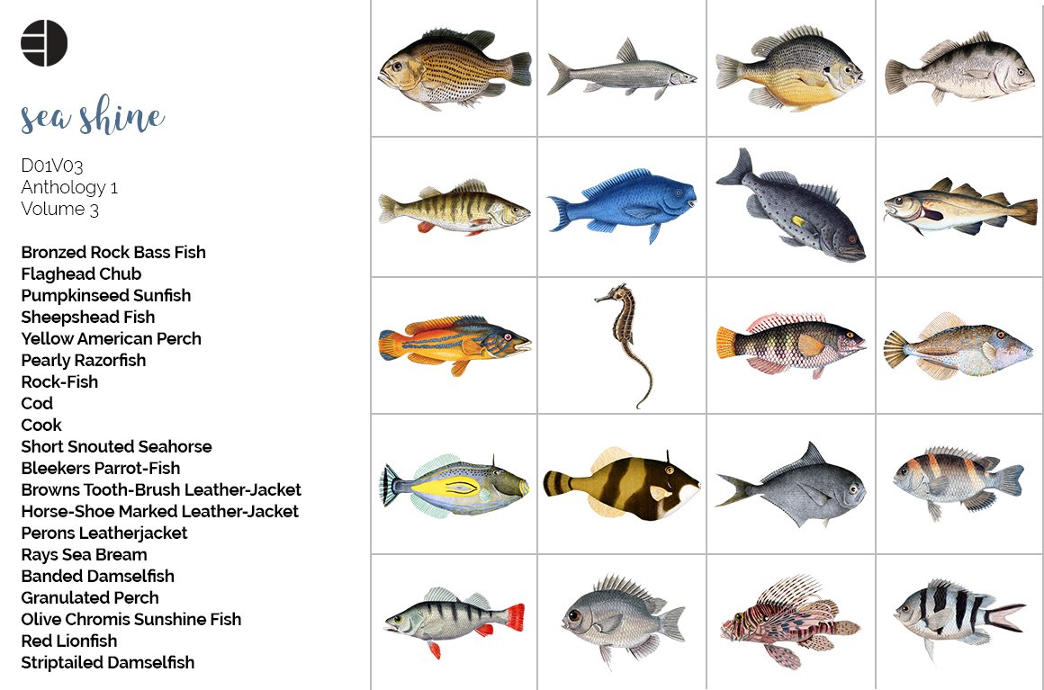 Fish Bundle - 20 Fish (204555) | Illustrations | Design Bundles