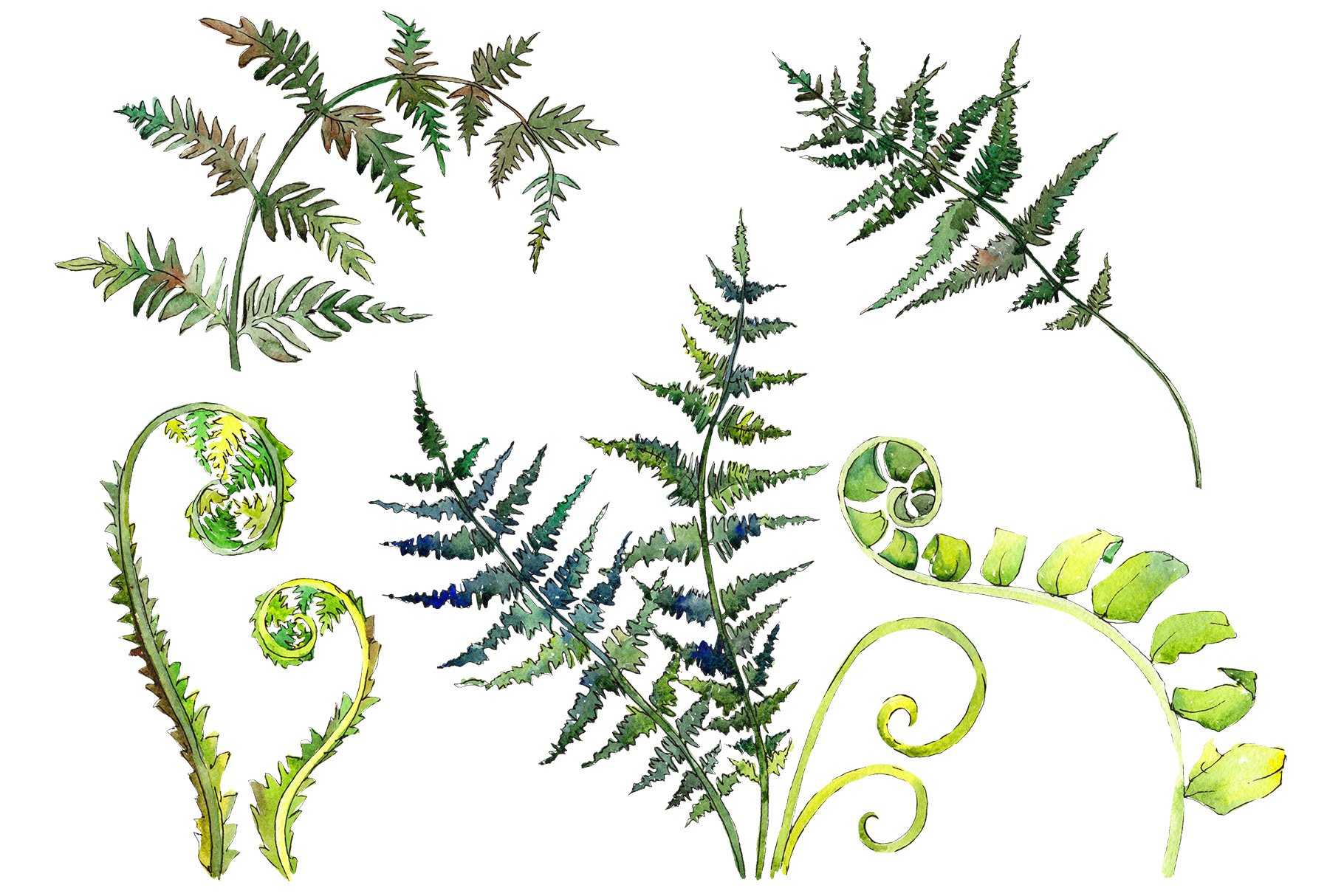 Fern watercolor png (280295) | Illustrations | Design Bundles