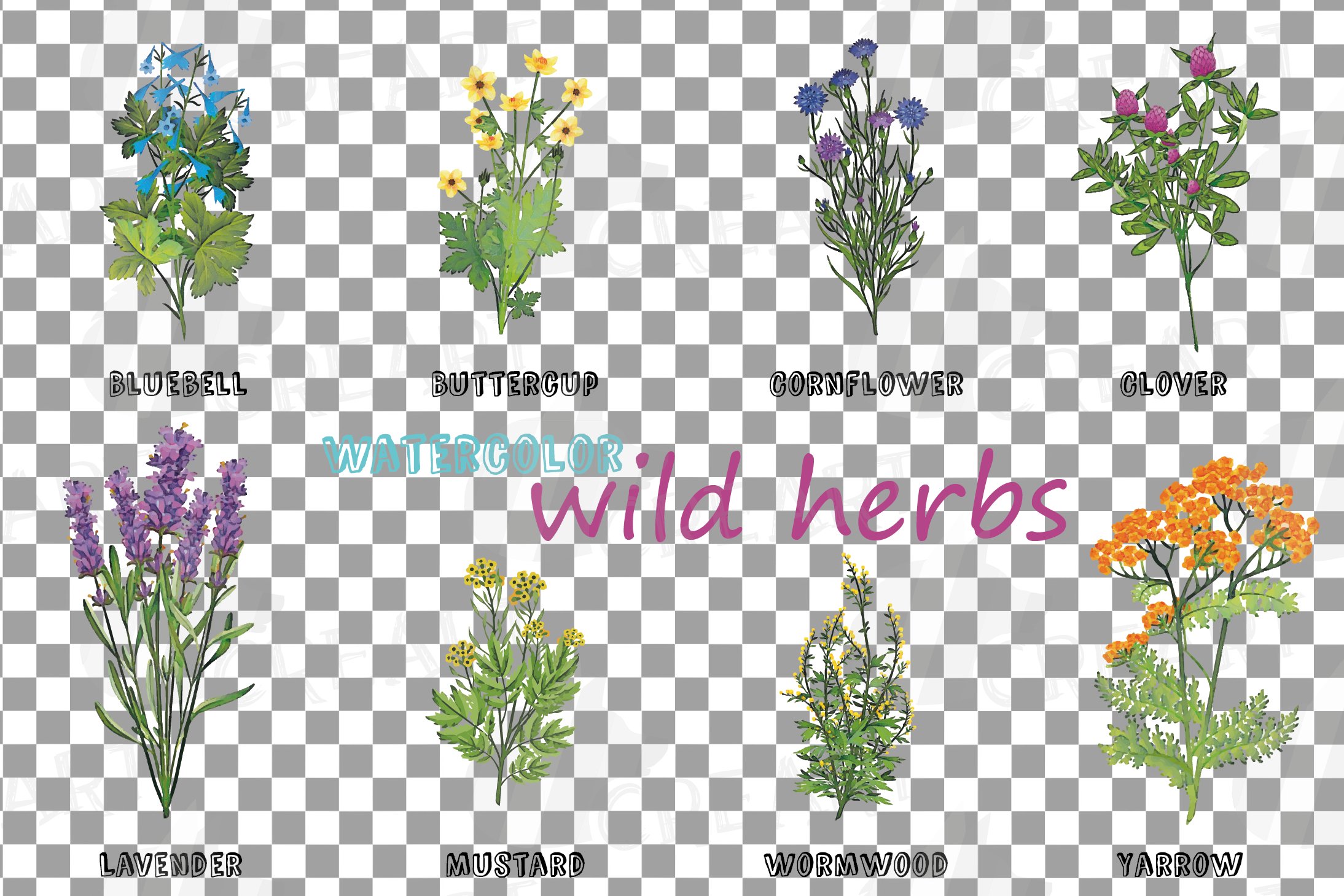 Wild Herbs clip art pack, Watercolor herbs chart vector (210508 ...