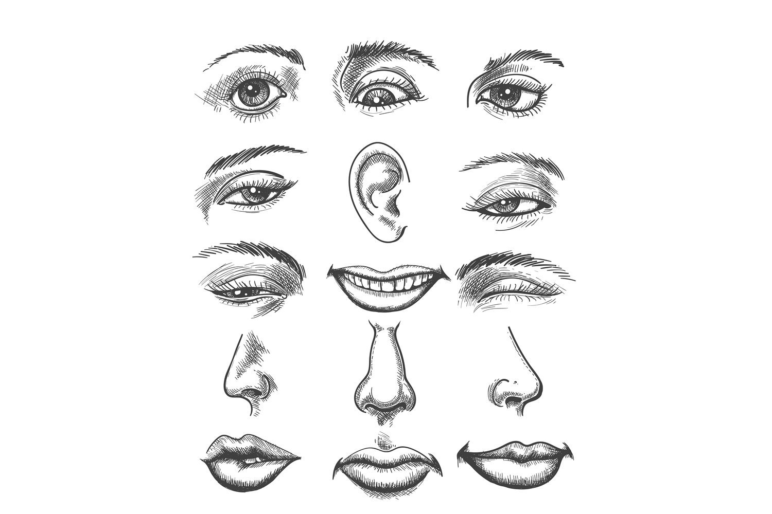 Different Types Of Noses Drawing