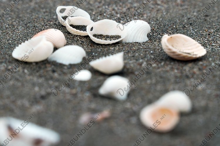 close up of a seashell on the beach (767360) | Nature | Design Bundles