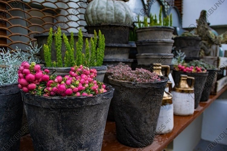 Old clay flower pots under the rain (625389) | Conceptual | Design Bundles