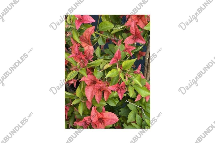Flower of bougainvillea bambino plant Photo (930593) | Nature | Design ...