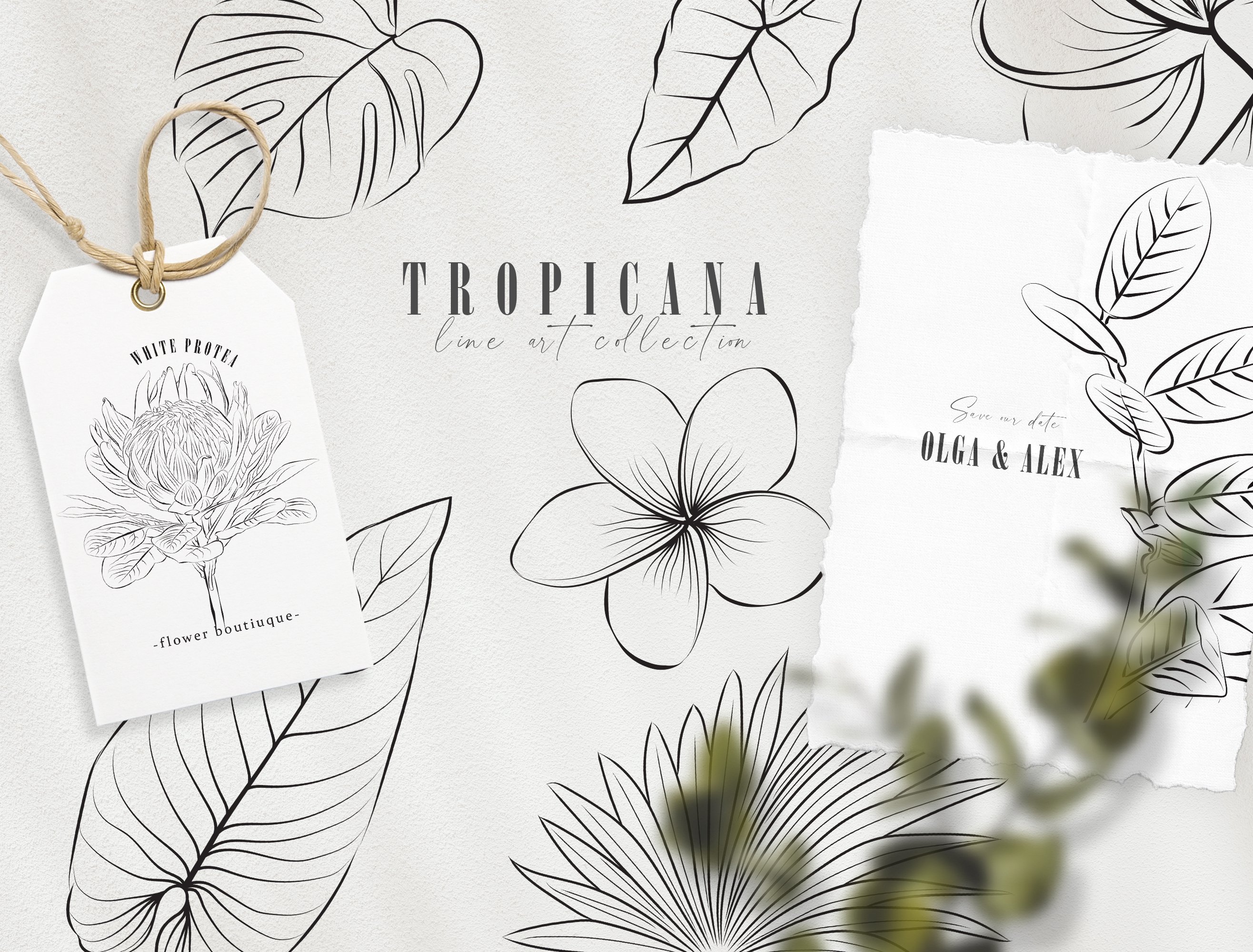 Line art tropical plants clipart. Hand drawn PNG, EPS (1135013 ...