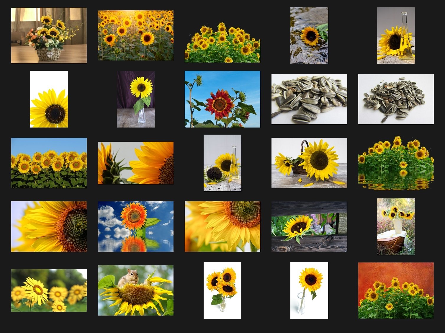 200 SUNFLOWER PHOTOSHOP OVERLAYS, BACKDROPS, BACKGROUNDS (531315) | Nature | Design Bundles