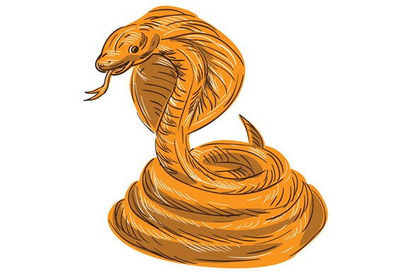 Snake Coil Clipart