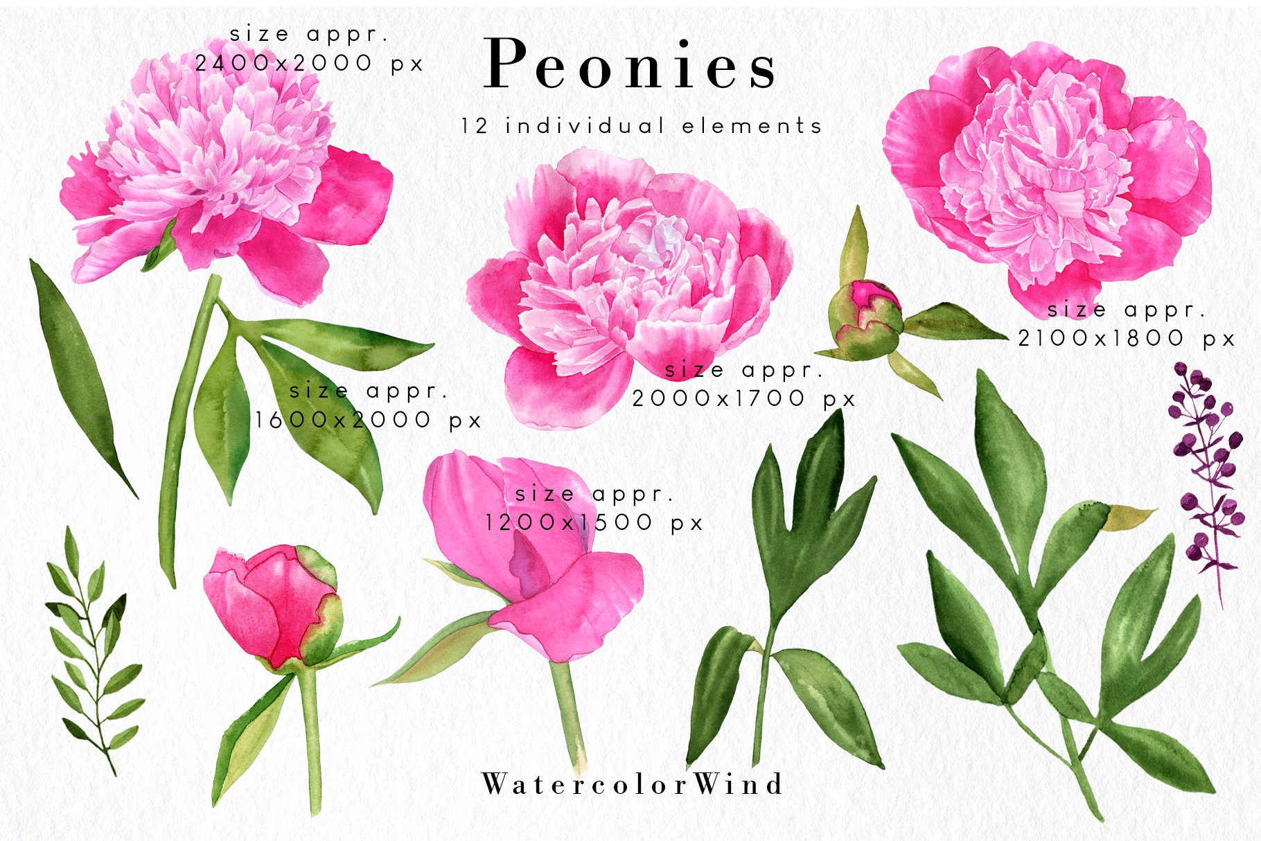 Watercolor Peony Clipart Set (580394) | Illustrations | Design Bundles