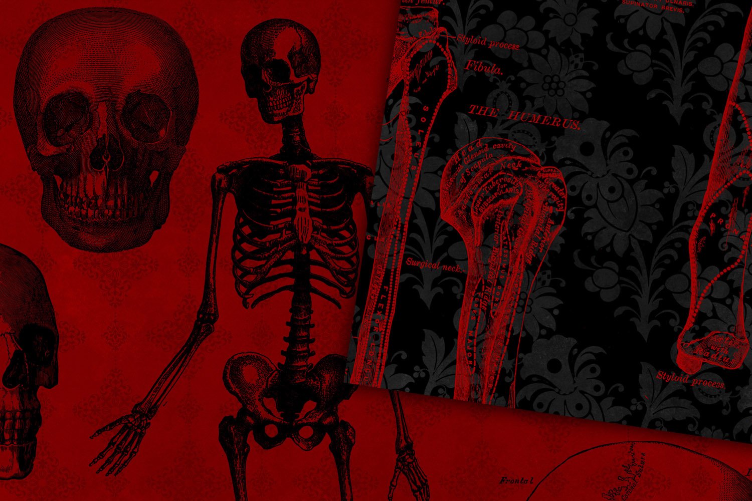 Vampire Anatomy Digital Paper (362691) | Illustrations | Design Bundles