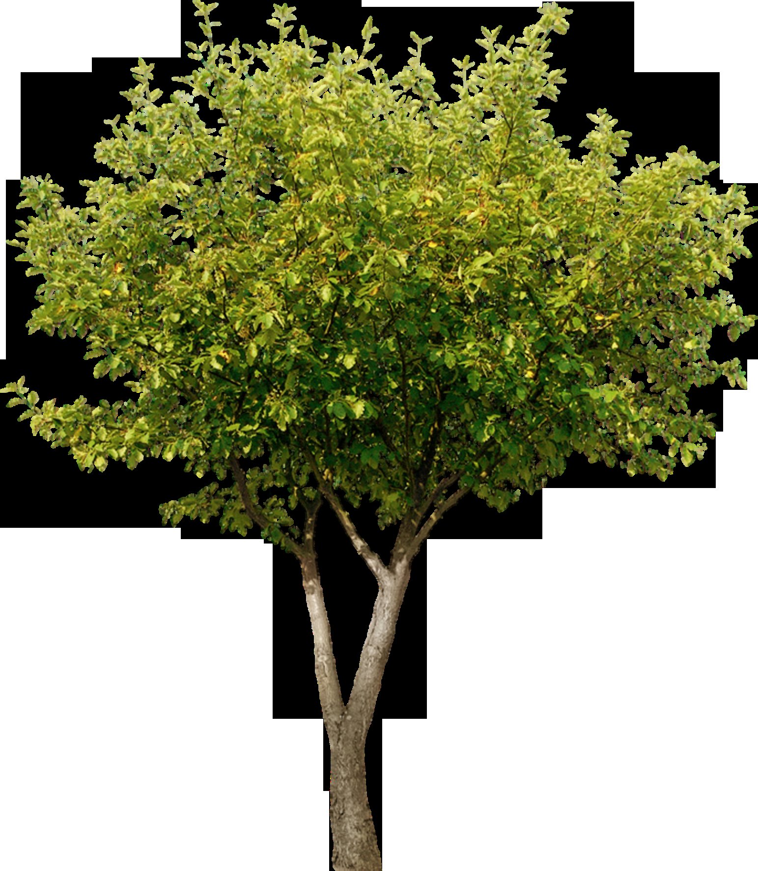 200 TREES PNG PHOTOSHOP OVERLAYS, BACKGROUNDS, BACKDROPS (532553 ...