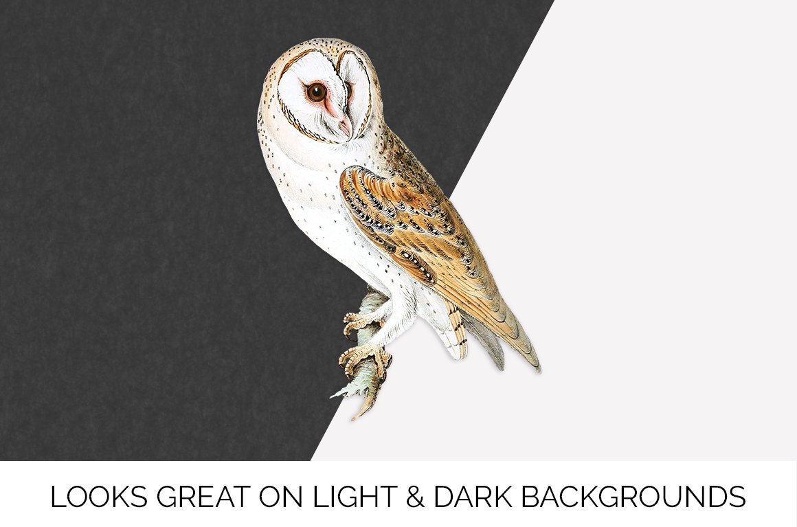 Owls Common Barn Owls (121403) | Illustrations | Design Bundles