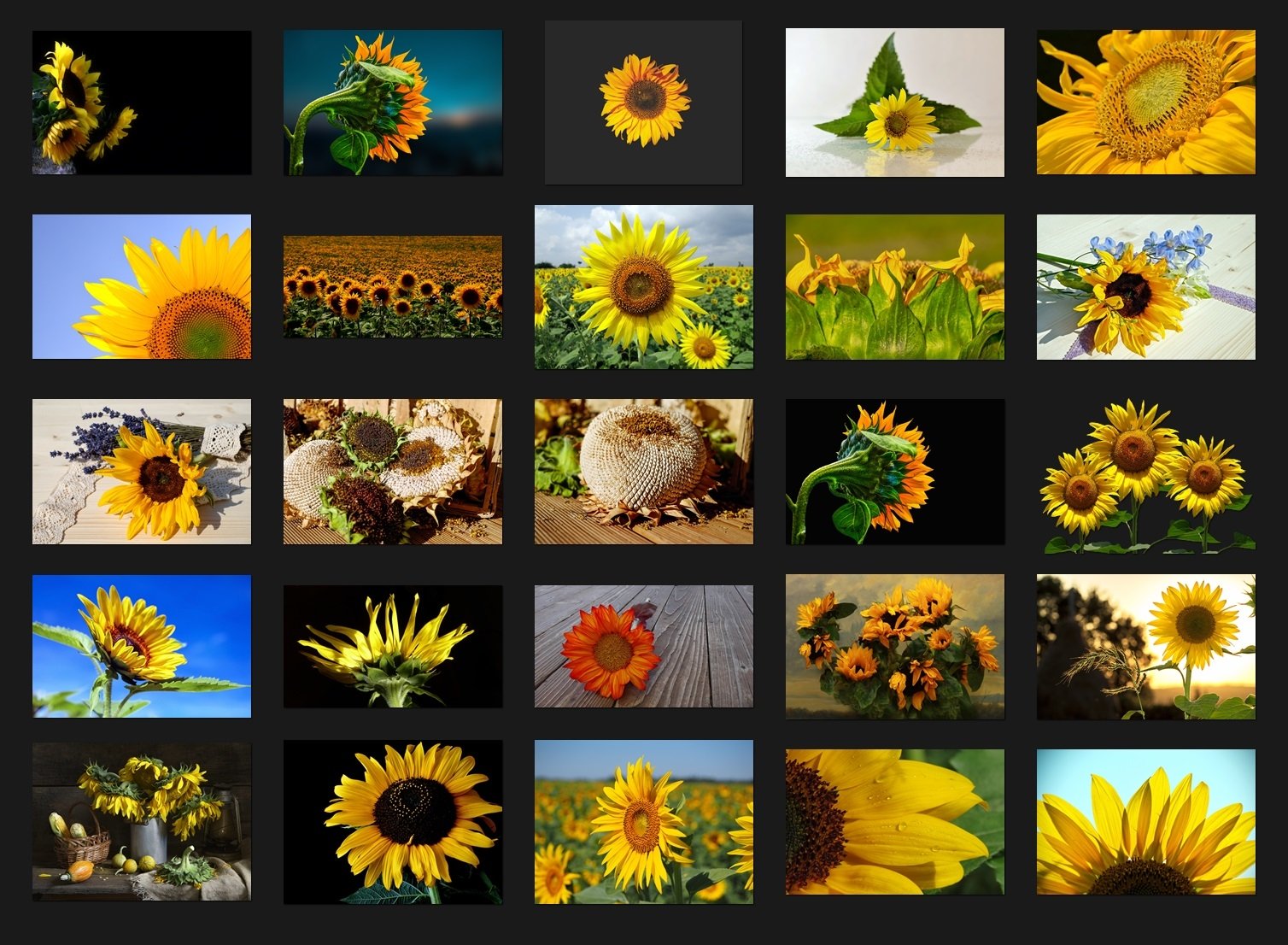 200 SUNFLOWER PHOTOSHOP OVERLAYS, BACKDROPS, BACKGROUNDS (531315) | Nature | Design Bundles