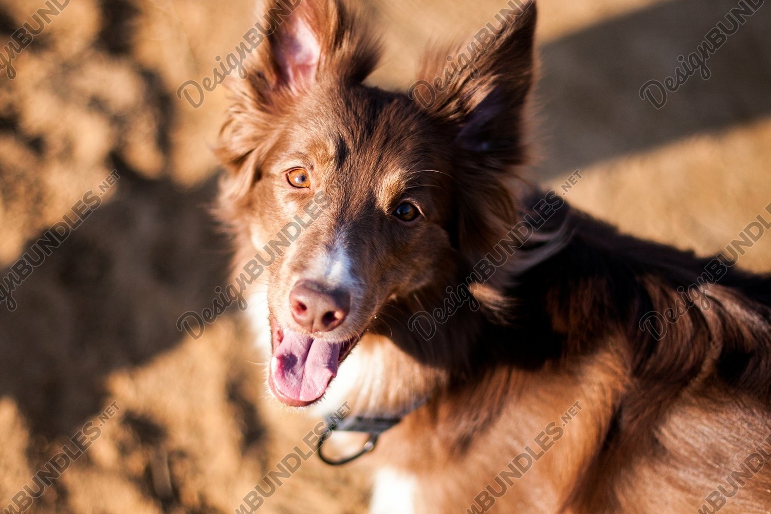 Brun Border Collie Accueil De Berge Verne