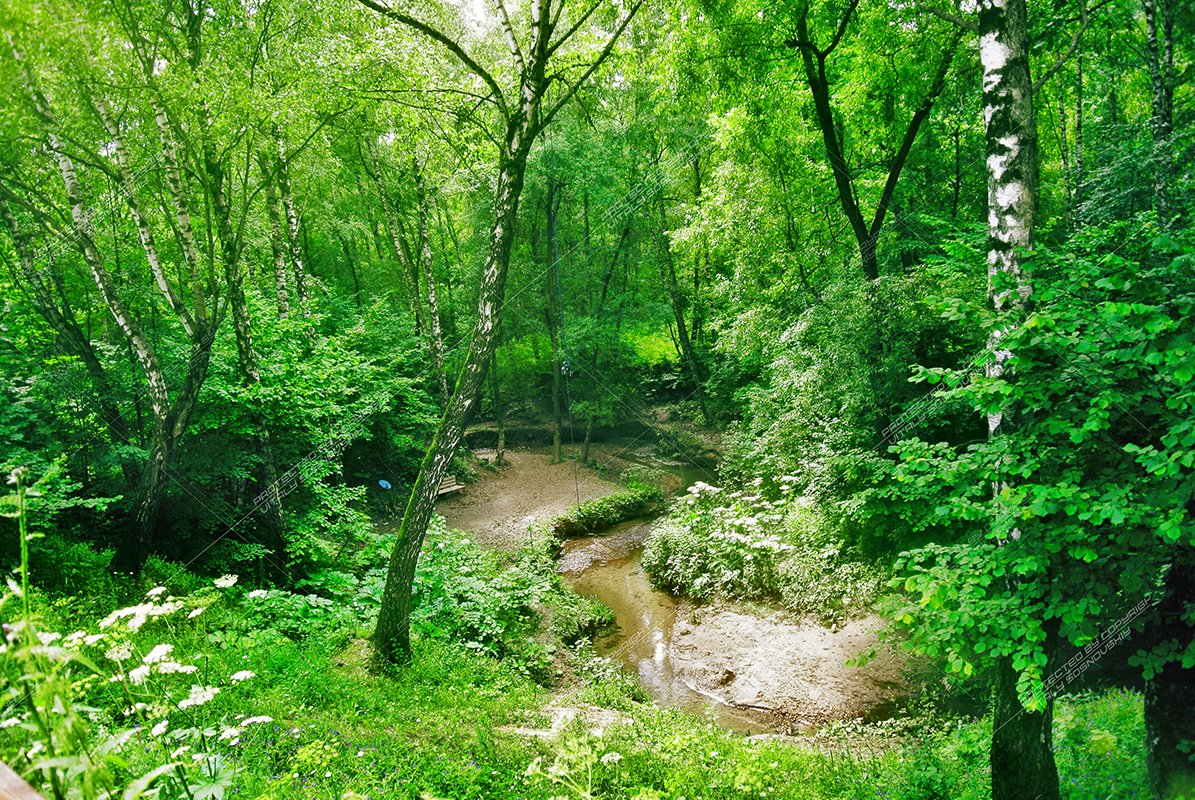 7 Photos of nature (31582) | Nature | Design Bundles