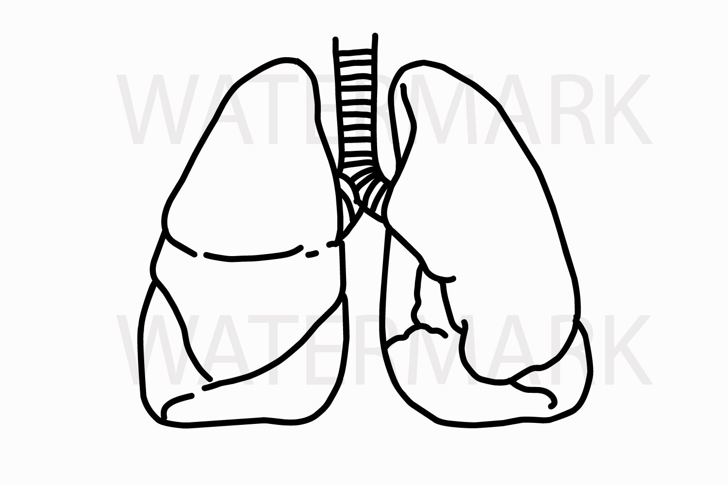 Human Lungs Drawing Lung Outline Coloring Diagram Heart Clipart Body ...