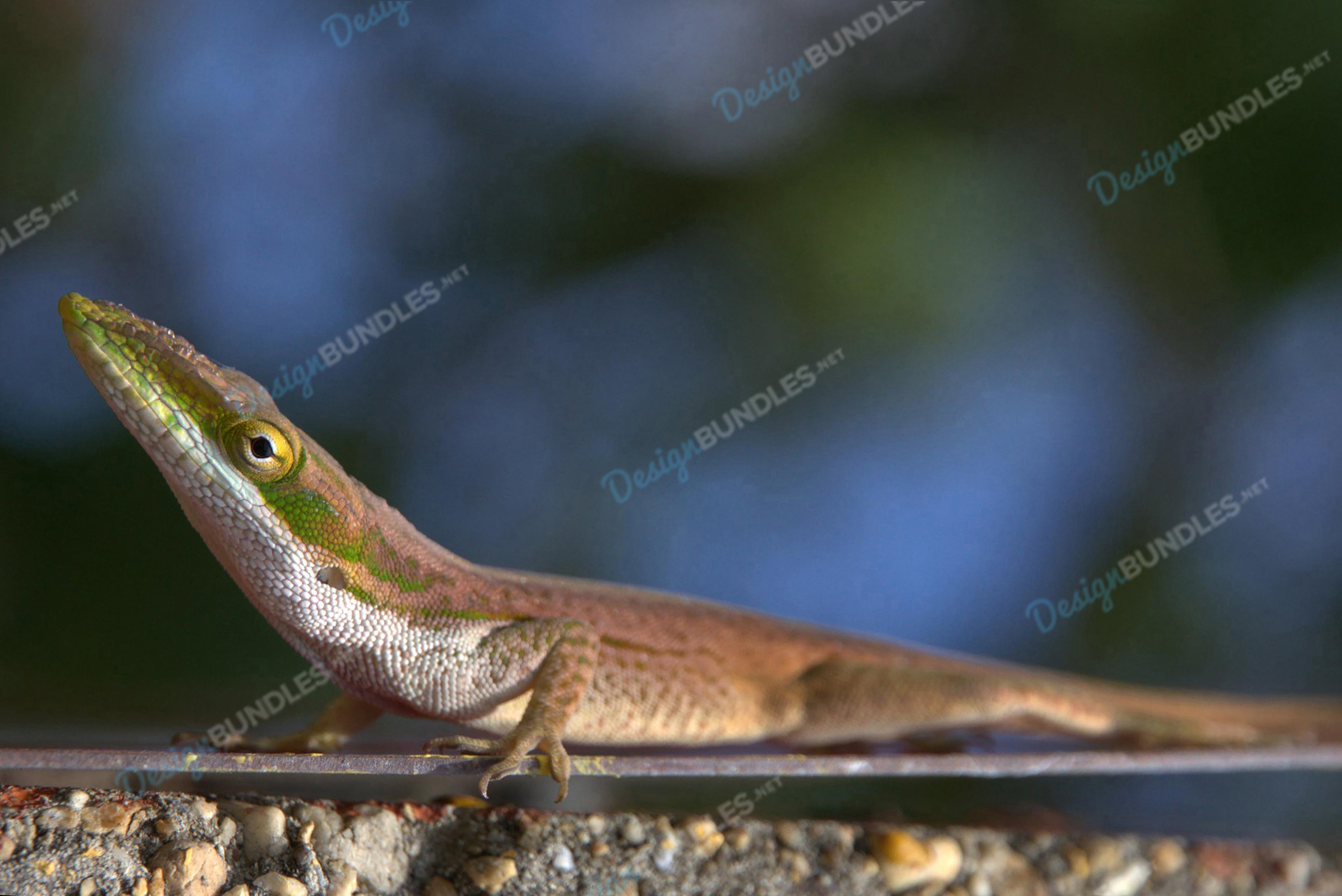 Carolina anole Anolis carolinensis bright green lizard