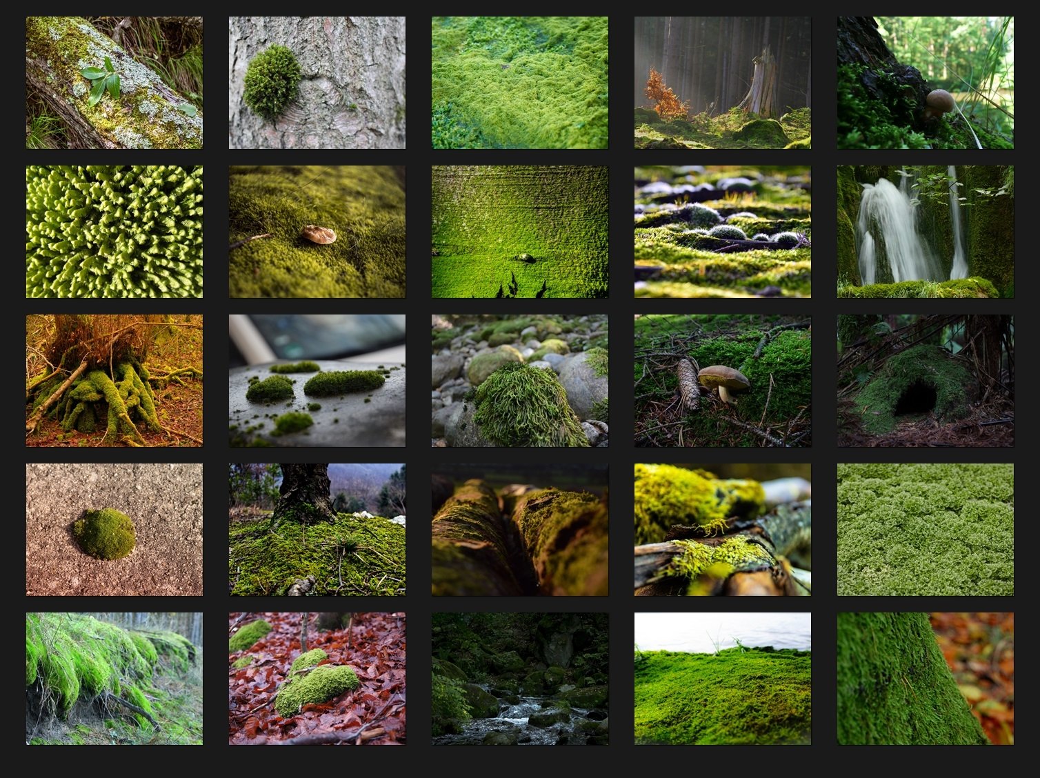 200 MOSS DIGITAL PHOTOSHOP OVERLAYS, BACKDROPS, BACKGROUNDS (531015 ...