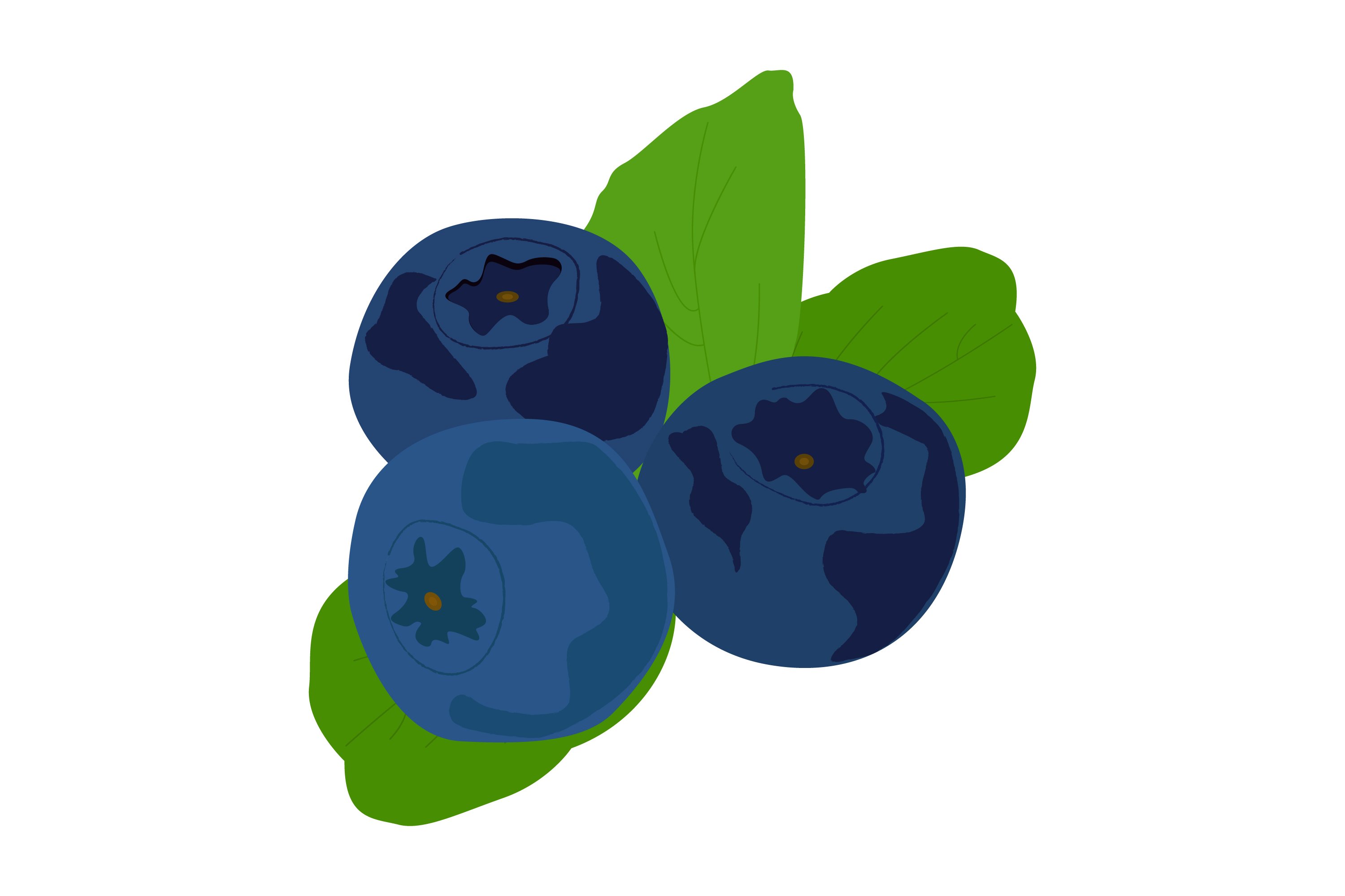 Colorful blueberry isolated vector illustration. (1339137 ...