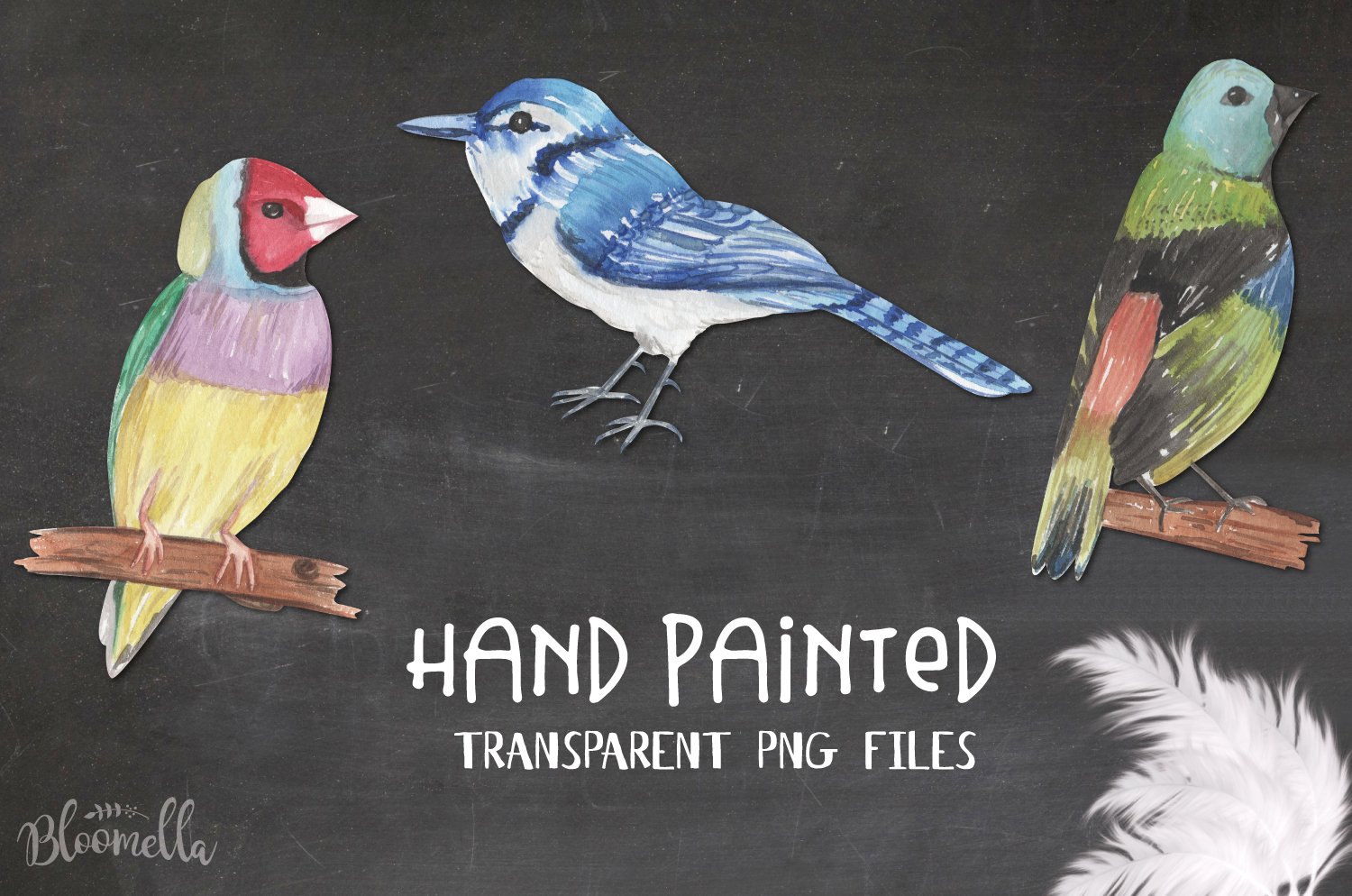 Birds Set Detailed Watercolor Elements Pretty Feathers Bird