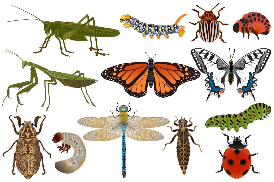 Insects colour (563554) | Illustrations | Design Bundles