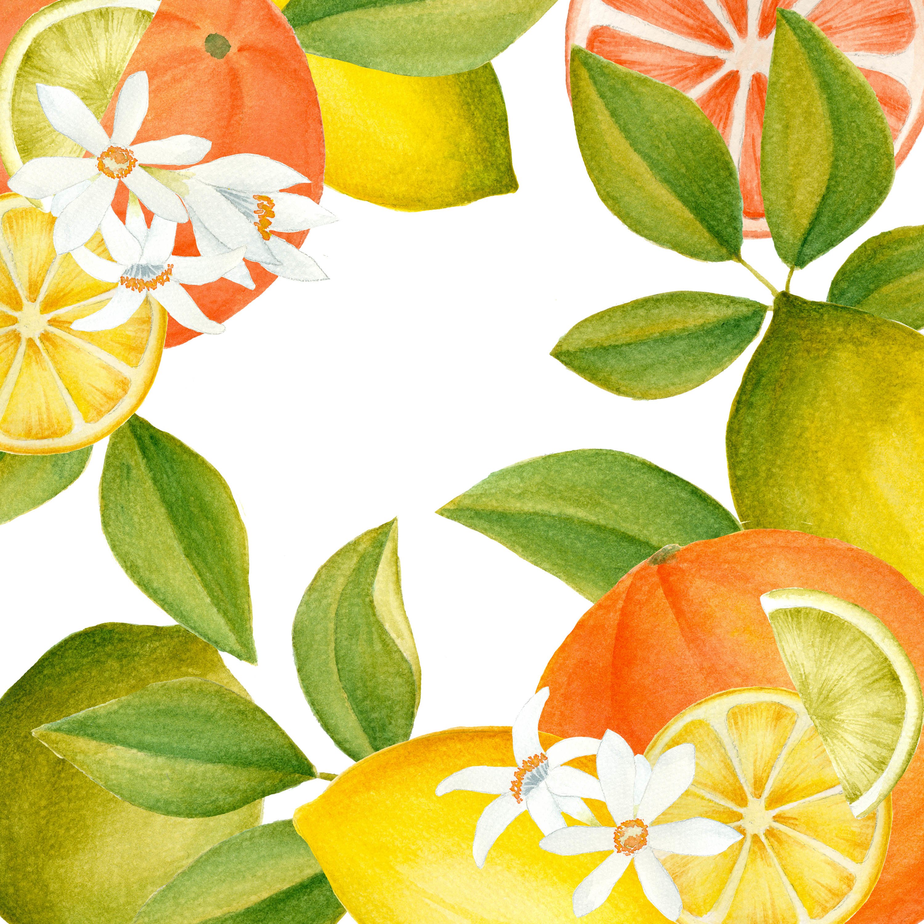 Citrus clipart (27348) | Illustrations | Design Bundles