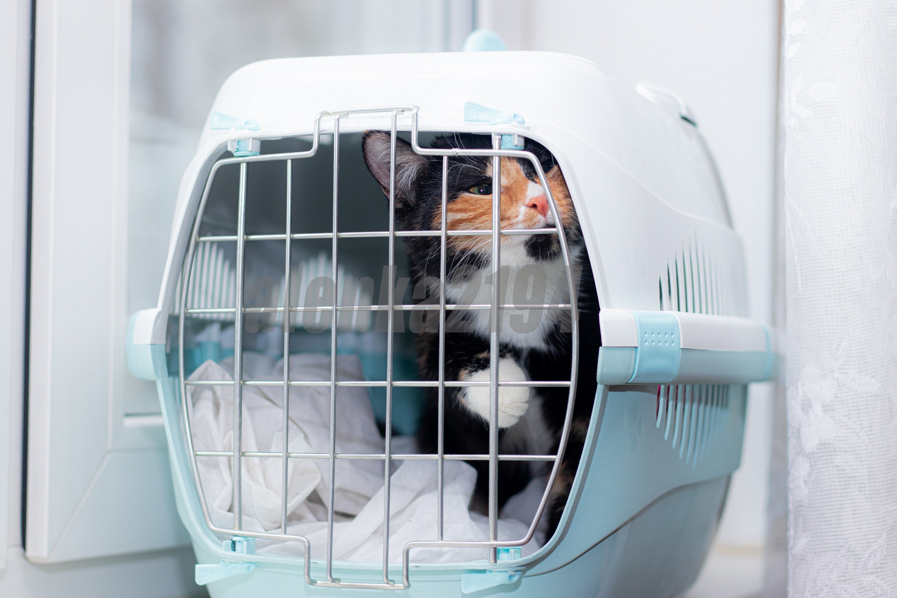 Cat in the carry. Cat transportation (629287) | Animals | Design Bundles