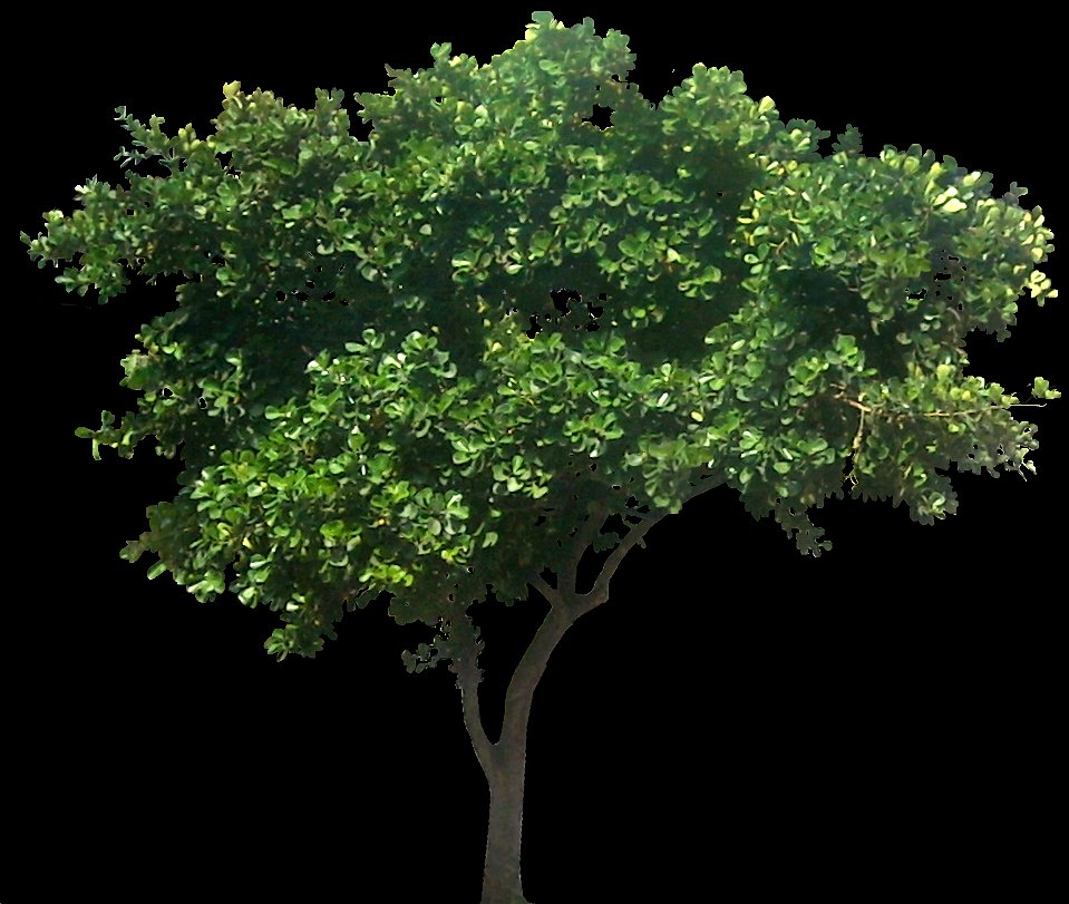 200 TREES PNG PHOTOSHOP OVERLAYS, BACKGROUNDS, BACKDROPS (532553 ...