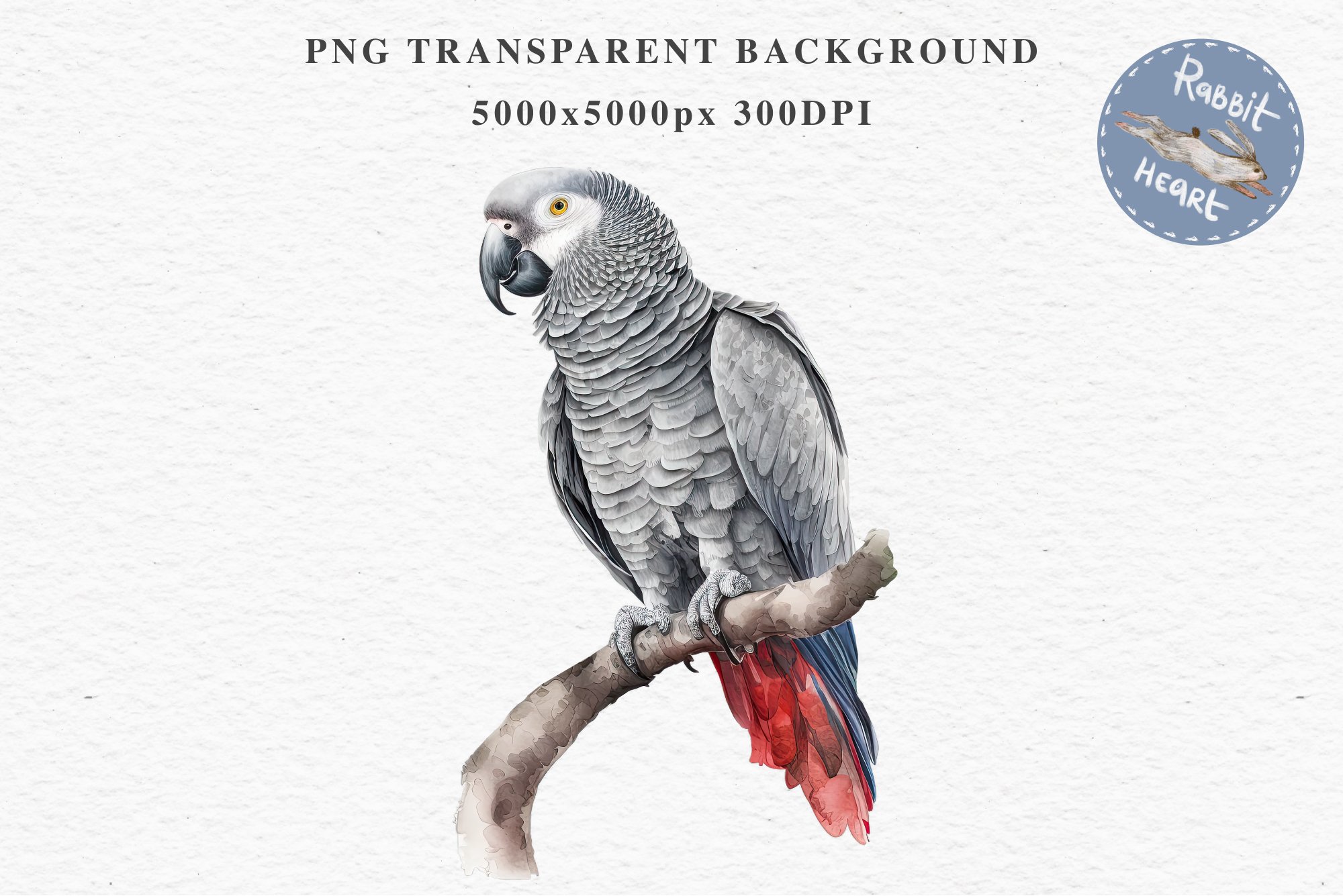 African Grey Parrot Drawing How To Draw An African Grey, African Grey
