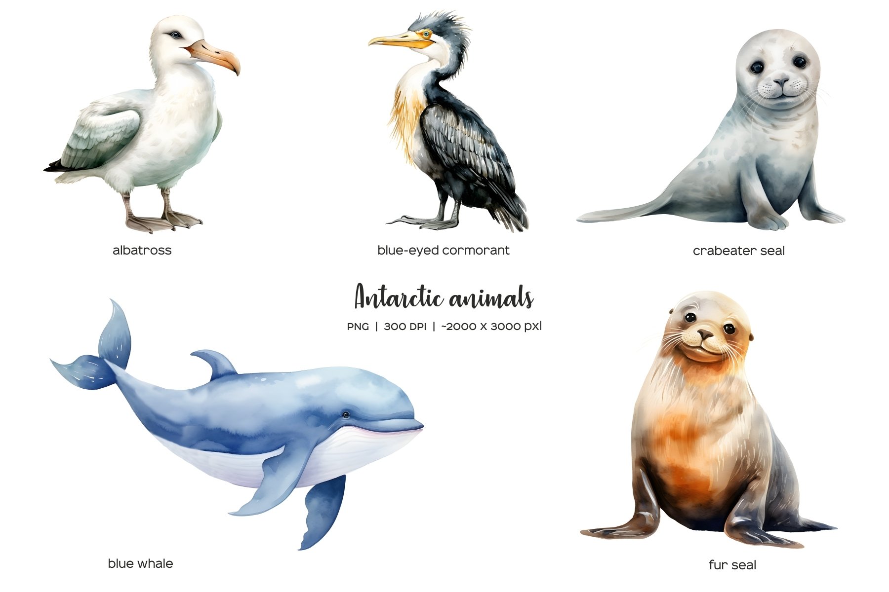 Antarctic Animals Clipart