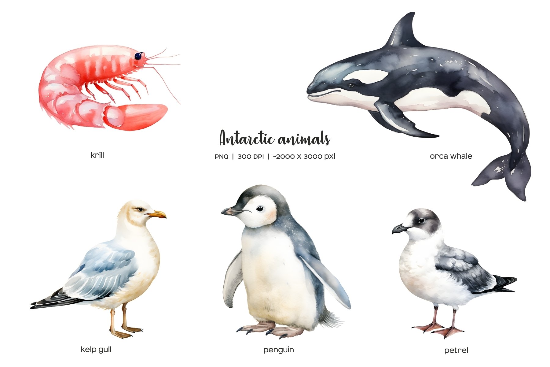 Antarctic Animals Clipart