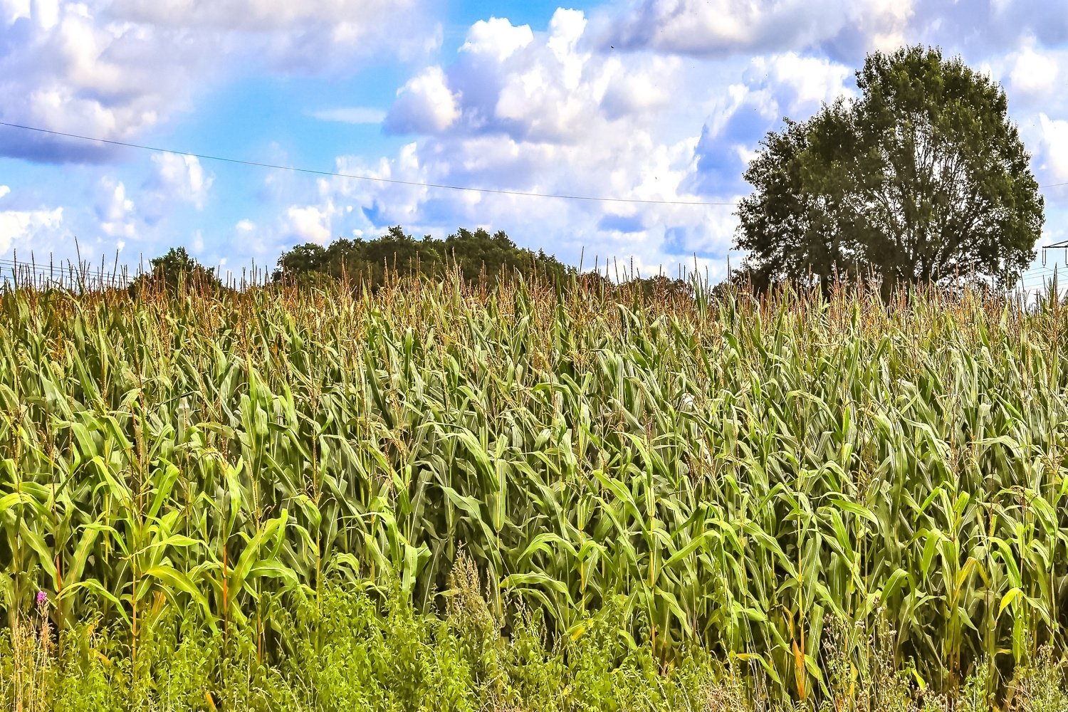 Summer crop field panorama background (1204471) | Textures | Design Bundles