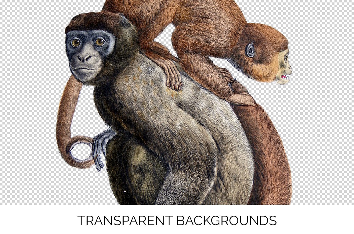 Monkey (197567) | Illustrations | Design Bundles