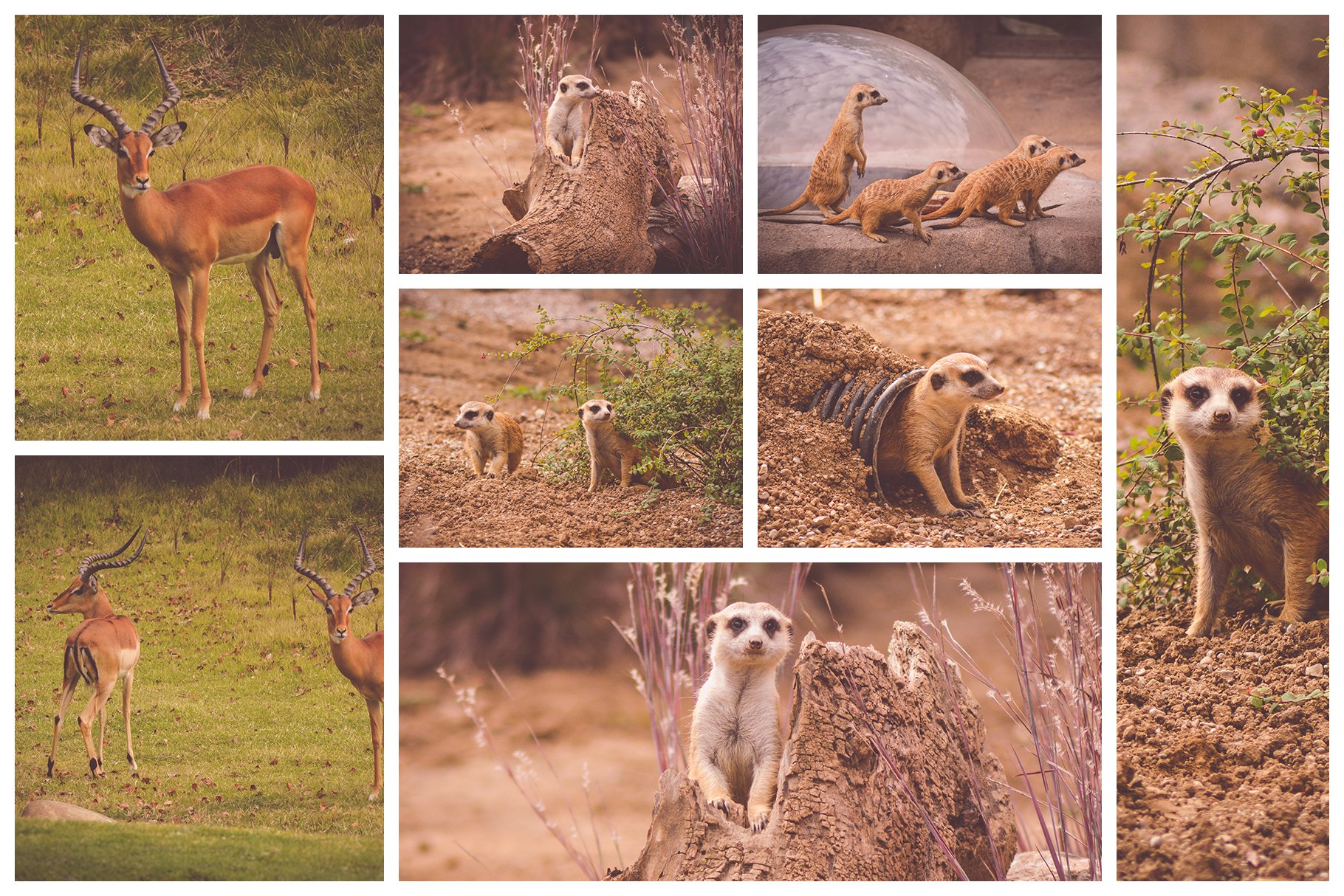 Menagerie Stock Photo Bundle (431453) | Animals | Design Bundles