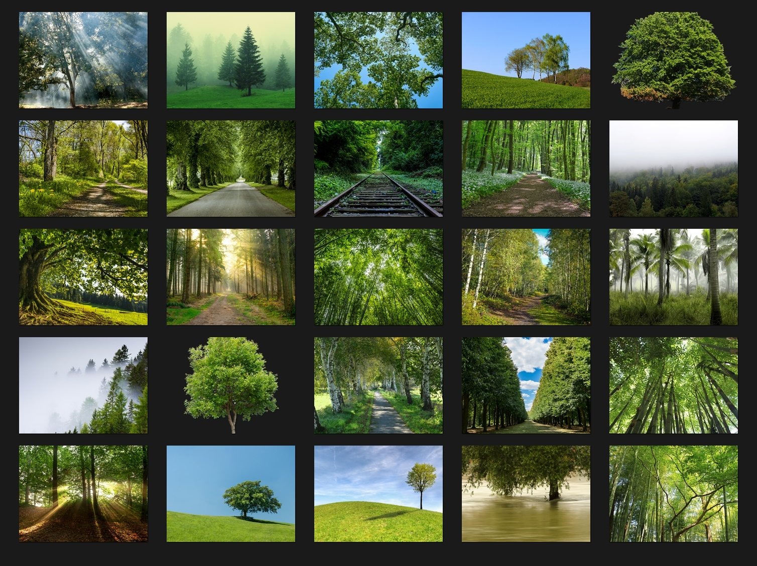 200 TREES DIGITAL PHOTOSHOP OVERLAYS, BACKDROPS, BACKGROUNDS (530882 ...