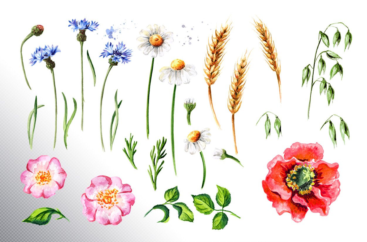Summer flowers (658979) | Illustrations | Design Bundles